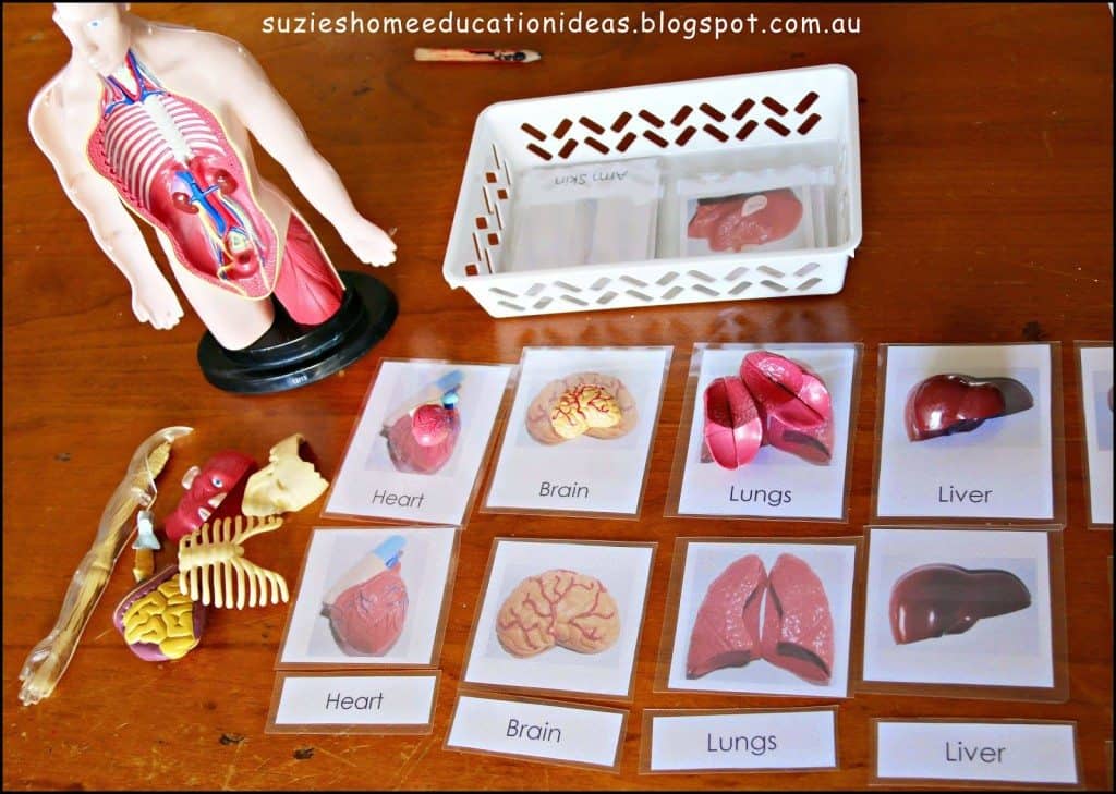 FREE Montessori Inspired Human Anatomy Cards