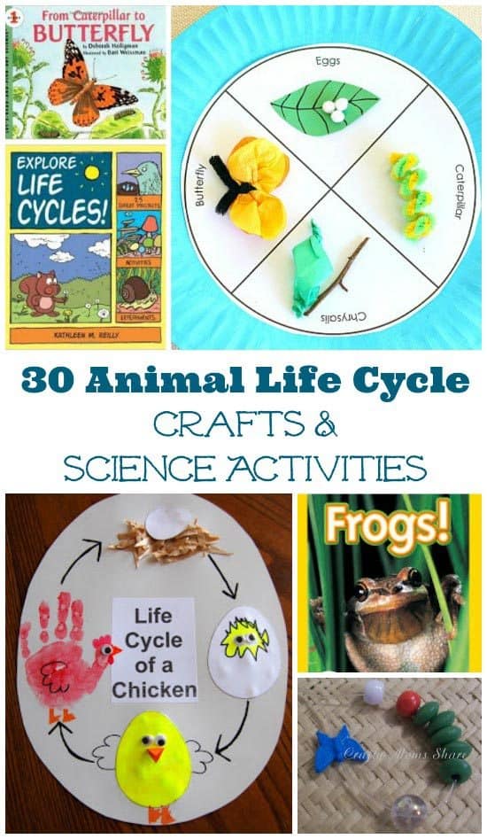 30-animal-life-cycle-crafts-science-activities