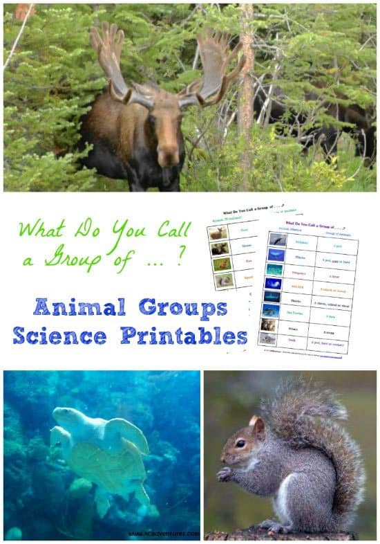 Printable List Of Groups Of Animals
