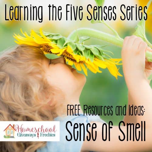 Learning the Five Senses Series - FREE Resources and Ideas: Sense of Smell