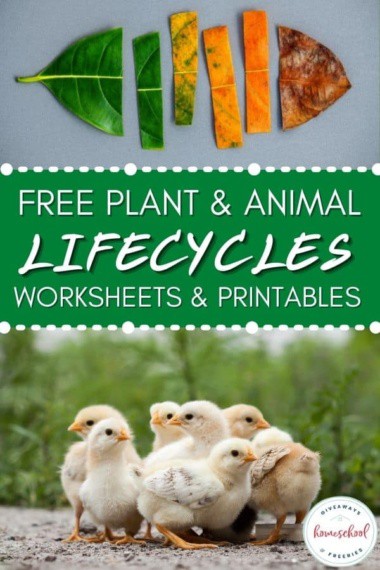 Free Plant and Animal Lifecycles Worksheets & Printables
