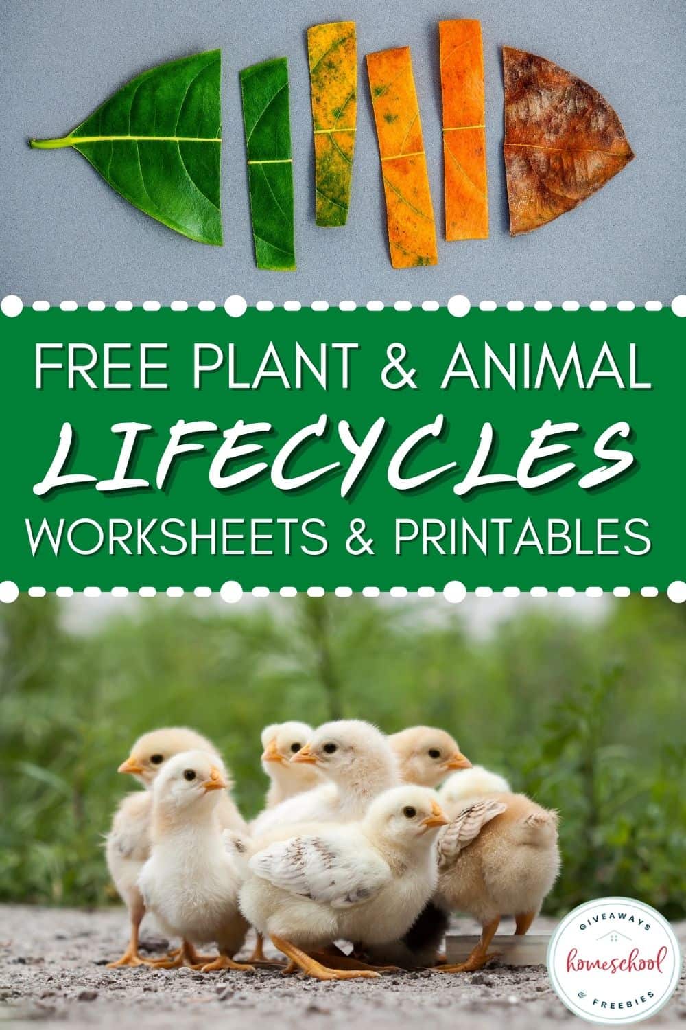 Free Plant and Animal Lifecycles Worksheets & Printables