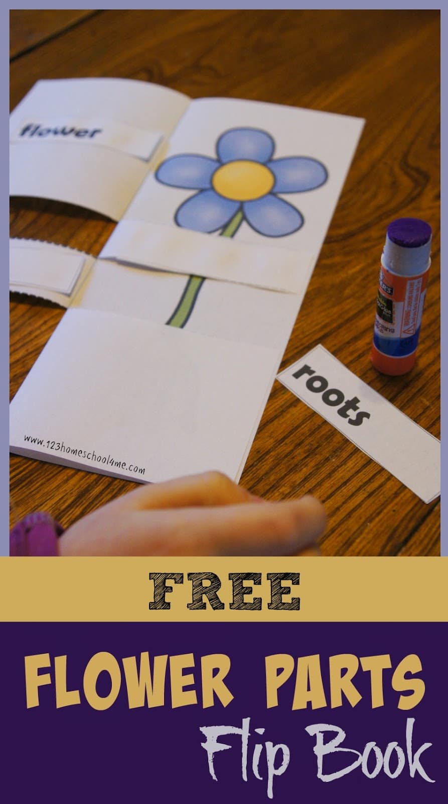 FREE Printable Flower Parts Flip Book