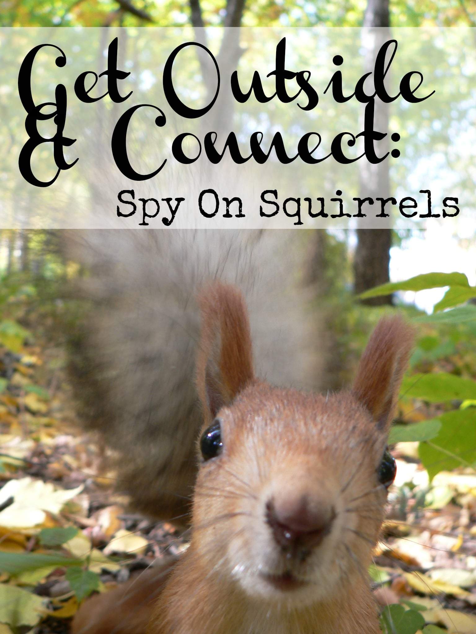 FREE Squirrels Printable