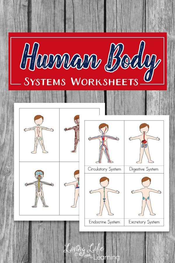 FREE Printable Human Body Systems Worksheets For Kids