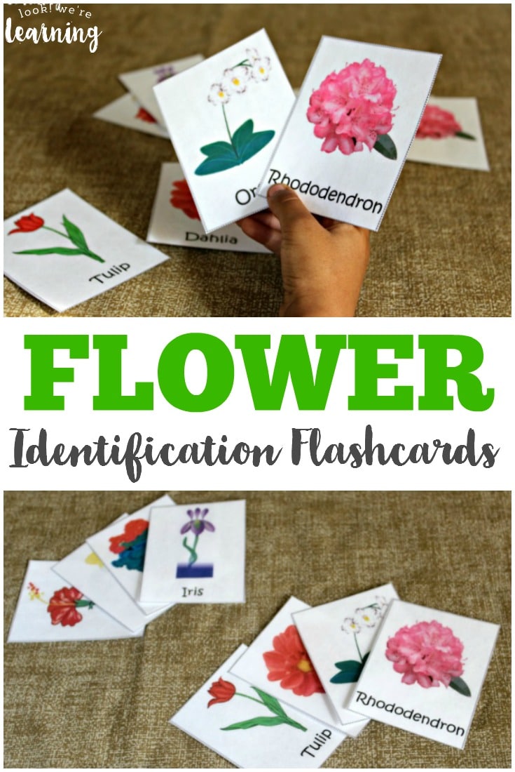FREE Printable Spring Flower Flashcards