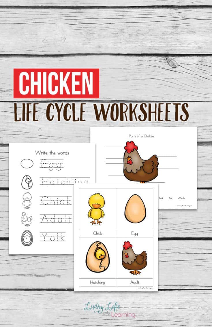 Chicken Life Cycle