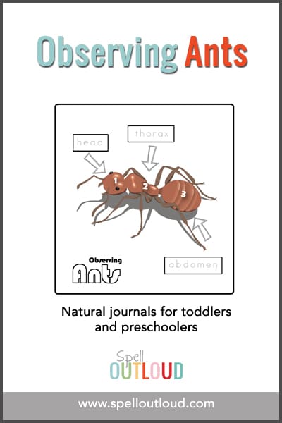 FREE Ant Nature Journal and Activities
