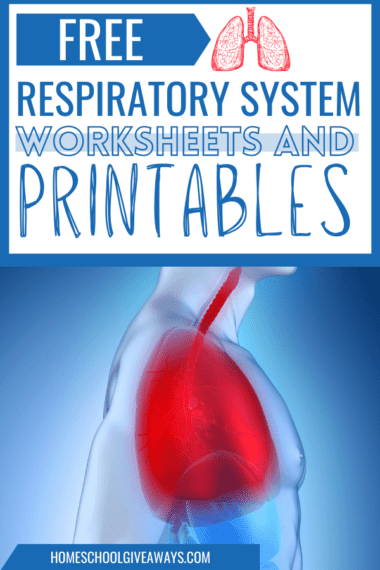 Free Respiratory System Worksheets and Printables