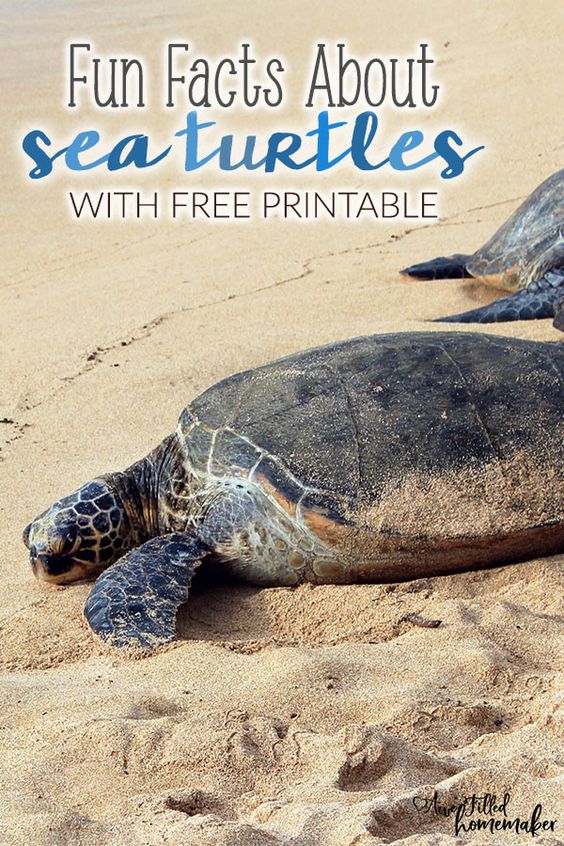 FREE Printable - Sea Turtle Study Filled with Fun Facts