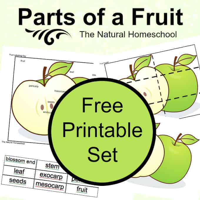 Parts of a Fruit Lesson FREE Printables
