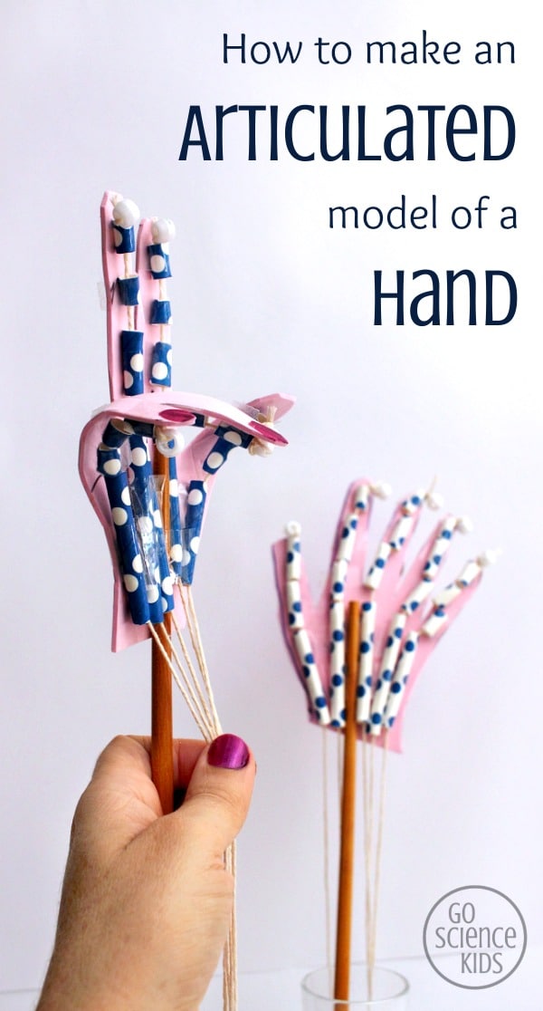 Create an Articulated and Movable Hand
