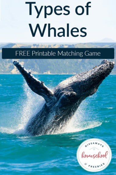 Free Printables and Unit Studies About Whales