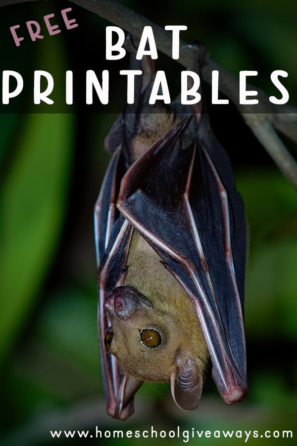 Free Bat Printables