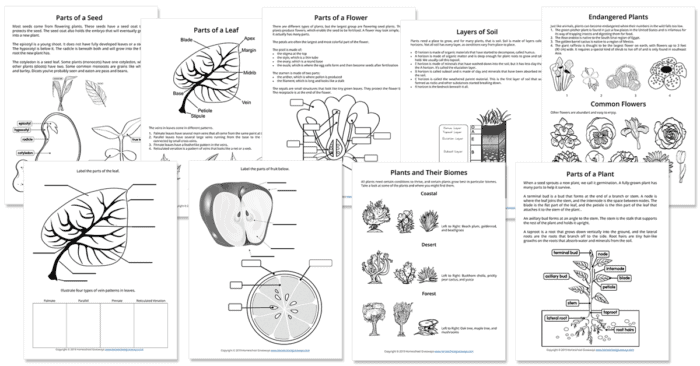 Nature Study with Trees & Leaves - Upper Elementary & Middle School