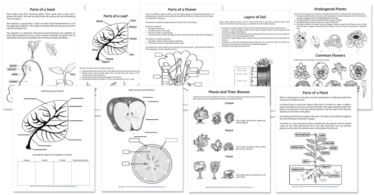 Nature Study with Trees & Leaves - Upper Elementary & Middle School