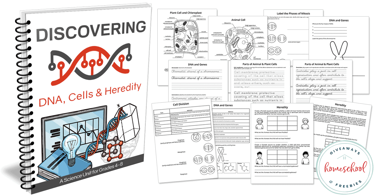 Human Anatomy Freebies & Instant Downloads