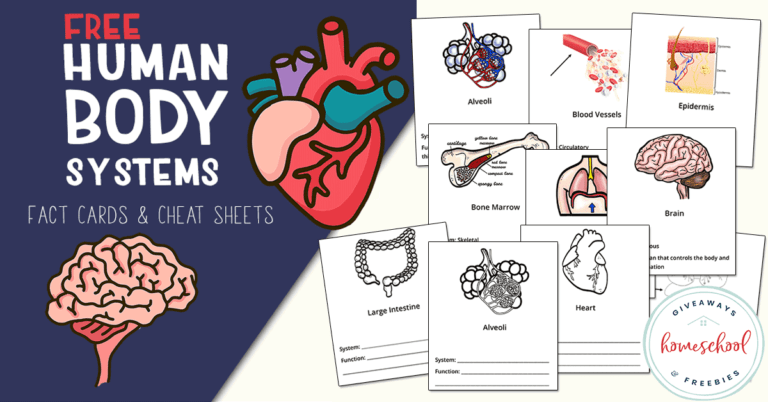 FREE Body Systems Fact Cards and Cheat Sheets