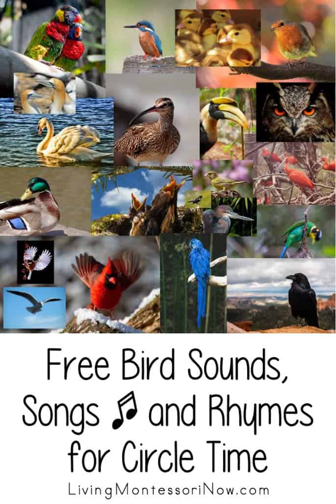 Resources to Help Your Kids Learn About Birds
