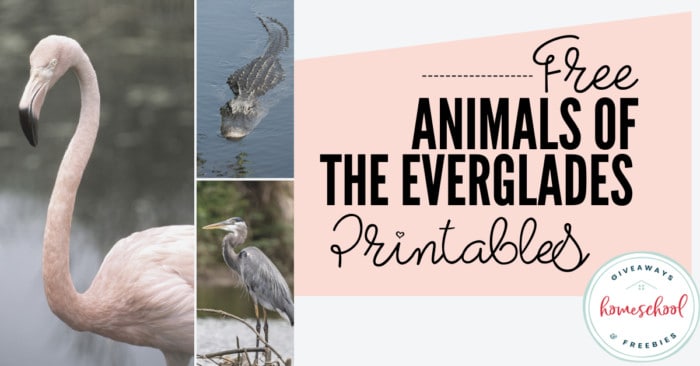 FREE Animals of the Everglades Printables