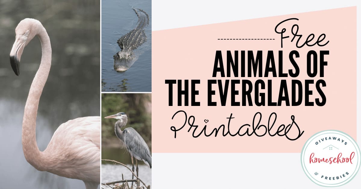 FREE Animals of the Everglades Printables