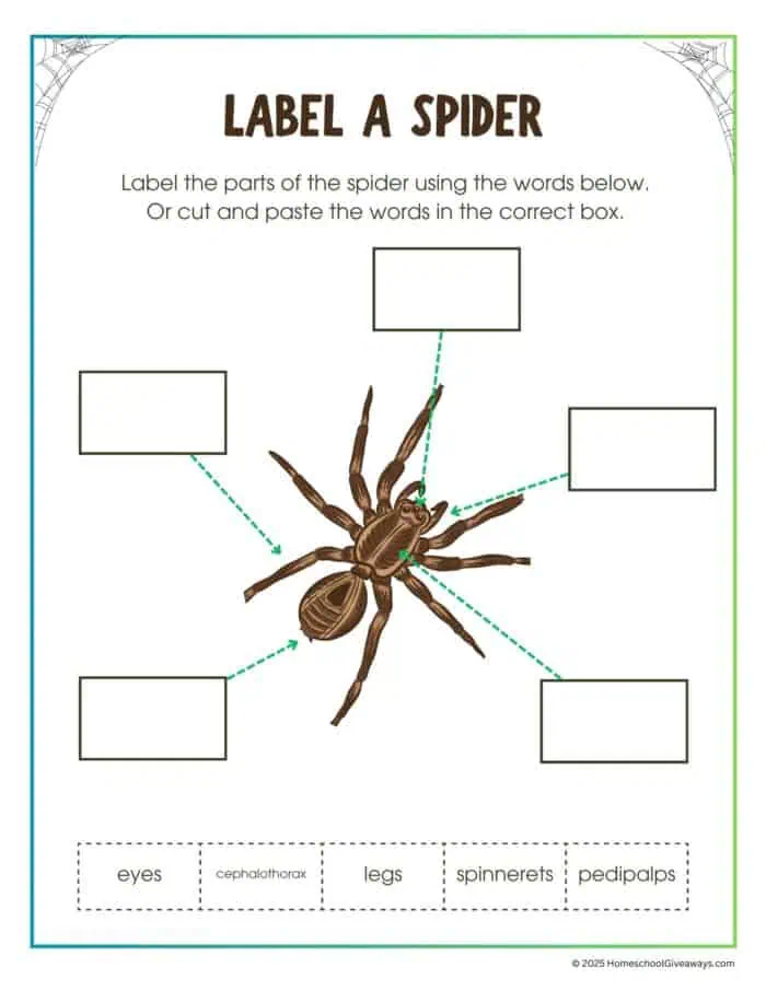 Free Spider Worksheets and Coloring Pages for Kids