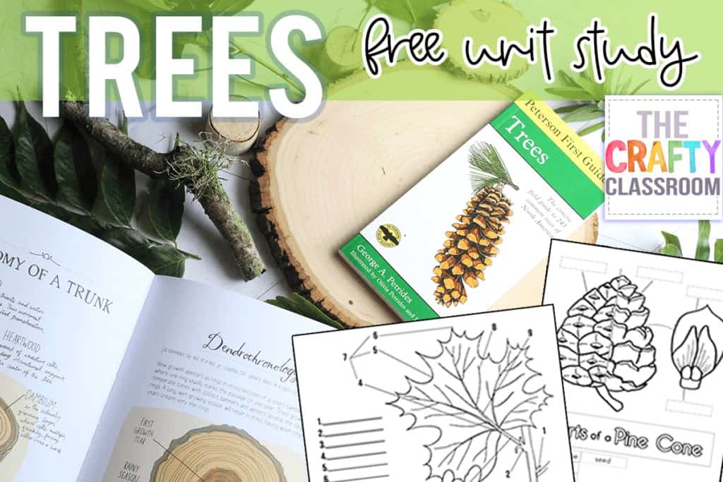 Free Botany Worksheets and Plant Printables for Kids