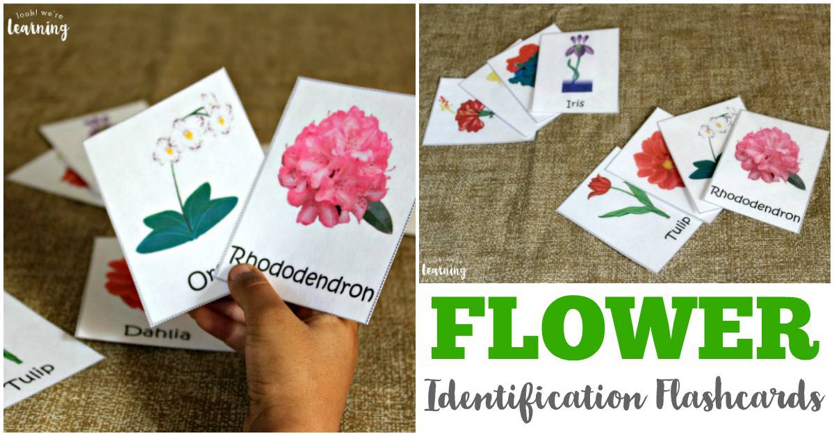 Free Botany Worksheets and Plant Printables for Kids