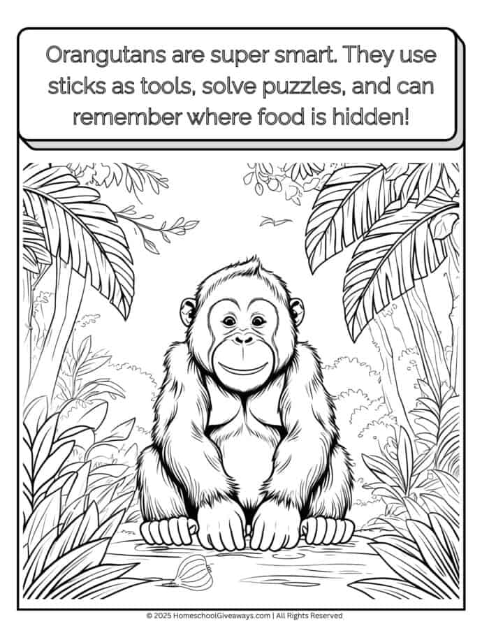World's Smartest Animals | Fun Pages, Worksheets & Videos