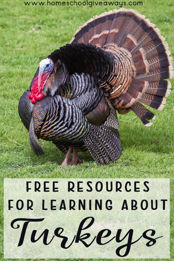 FREE Resources for Learning about Turkeys