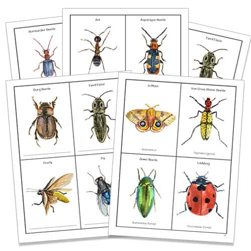 Free Insect Nature Study Fact Cards