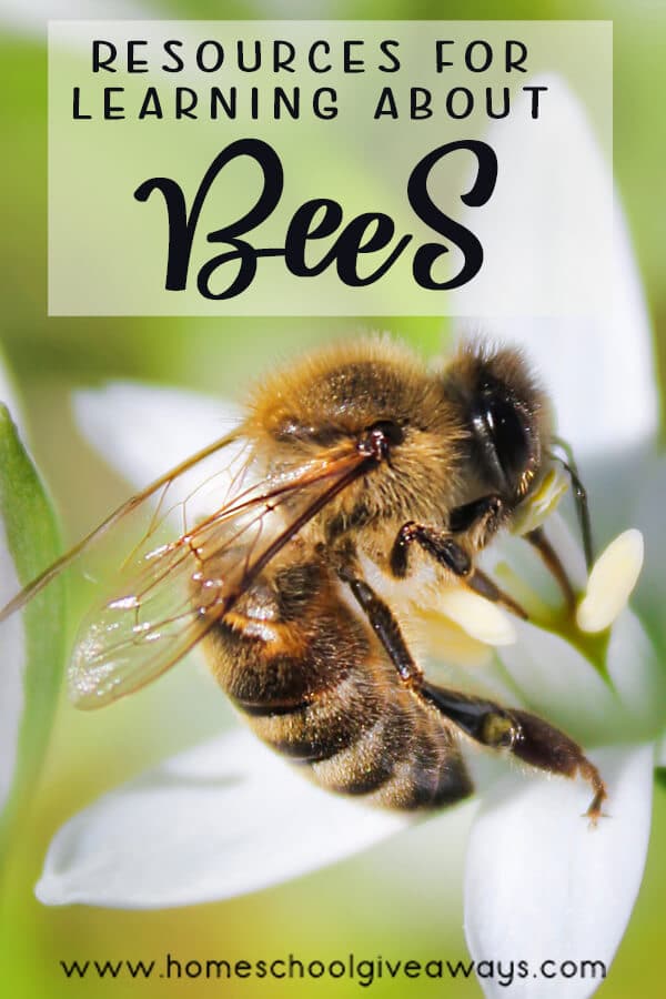 Free Resources for Learning about Bees
