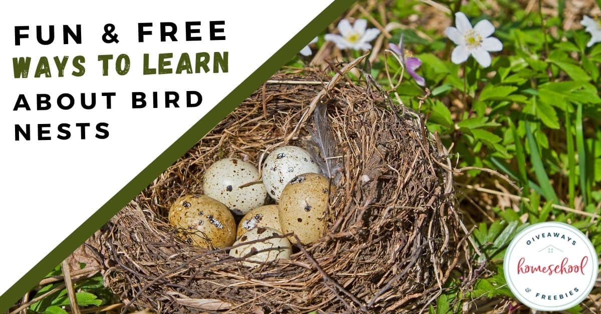 Fun and FREE Ways to Learn About Bird Nests