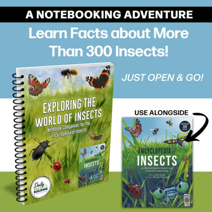 Free Insect Worksheets and Printable Activities