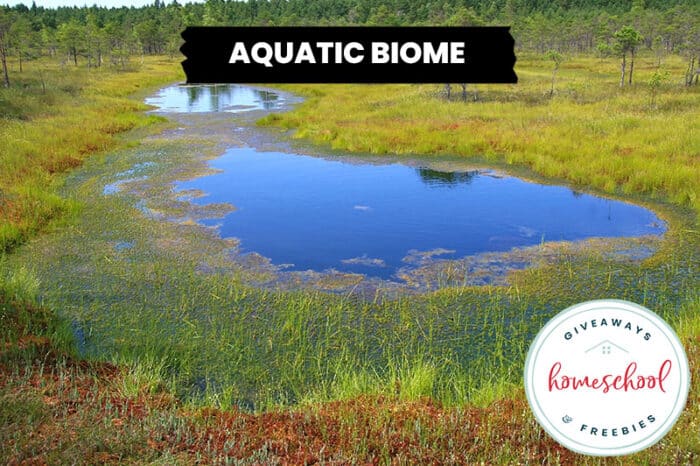 Learning About Types of Biomes and What Lives There