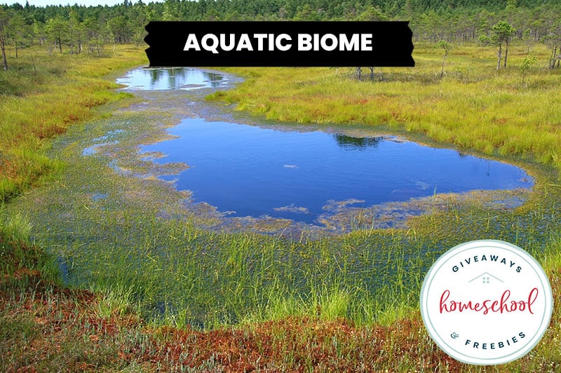 Learning About Types of Biomes and What Lives There