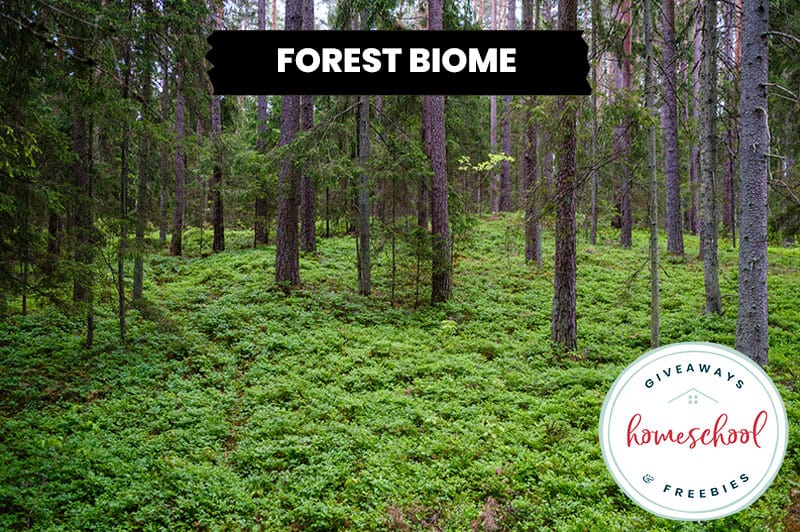 Learning About Types of Biomes and What Lives There