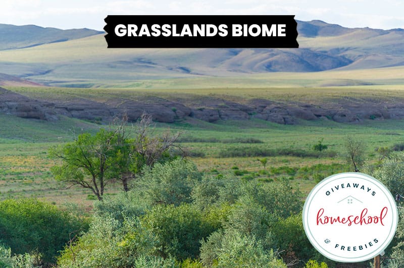 Learning About Types of Biomes and What Lives There