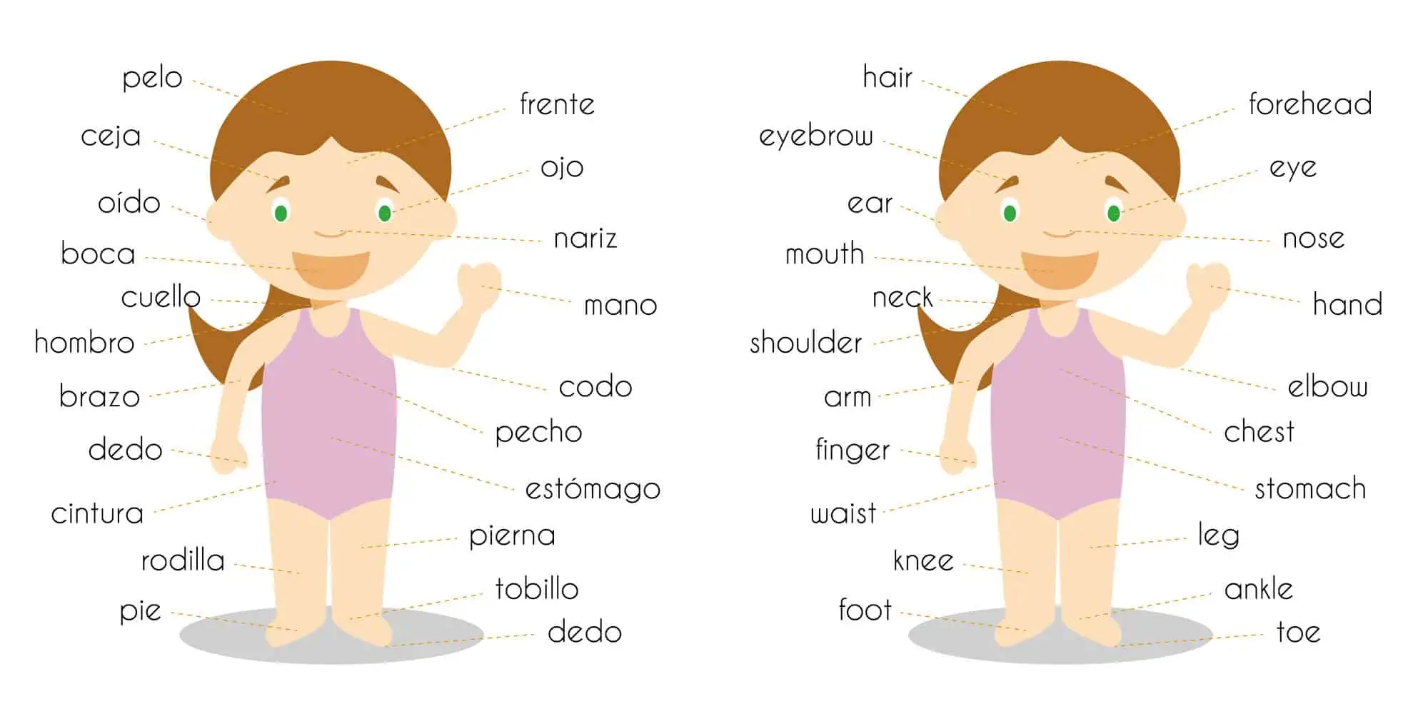Learn Body Parts In Spanish Free Spanish Flashcards 