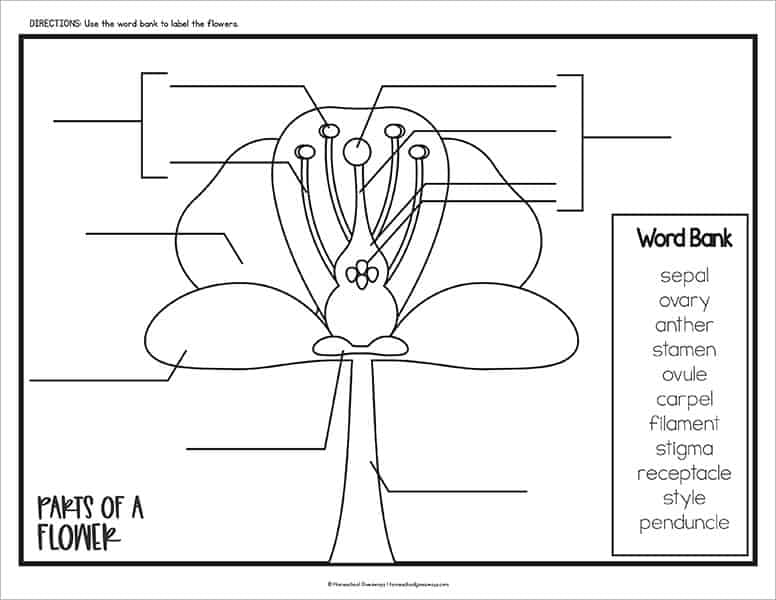 Printable Parts of a Flower Worksheets For Kids