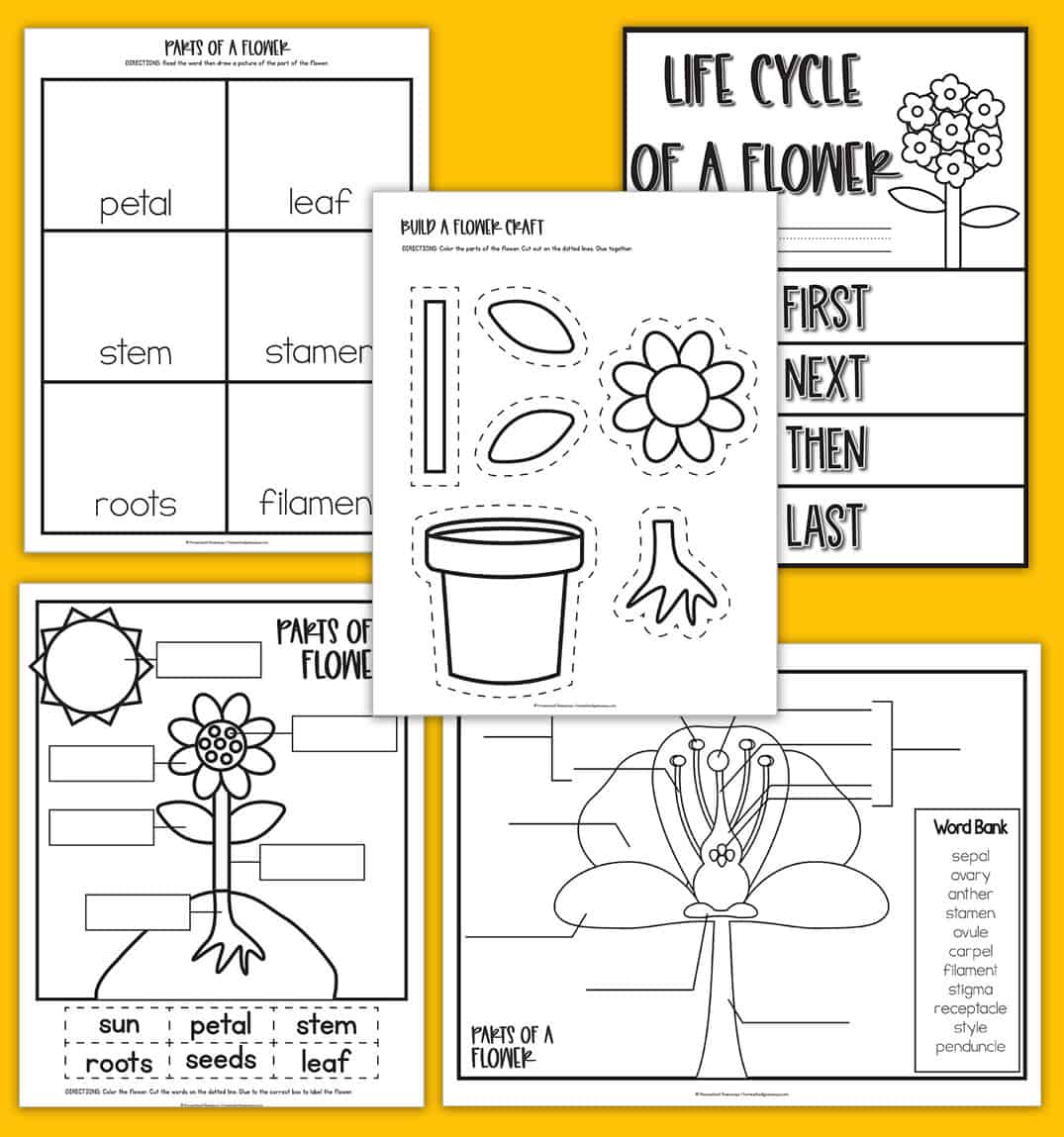 Printable Parts of a Flower Worksheets For Kids