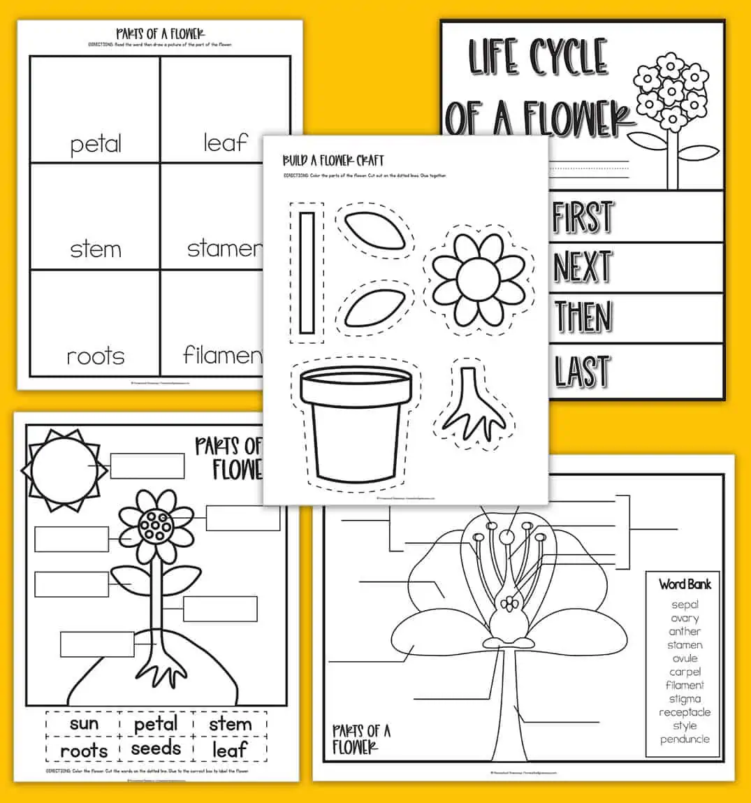 Printable Parts Of A Flower Worksheets For Kids Printable Parts Of A Flower Worksheets For Kids