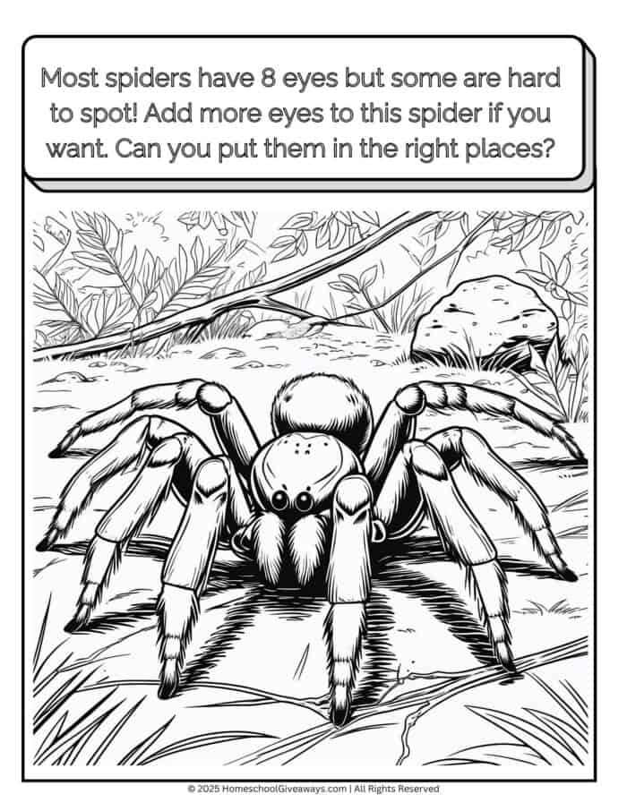 How Many Eyes Do Spiders Have? Fun Facts & Activities